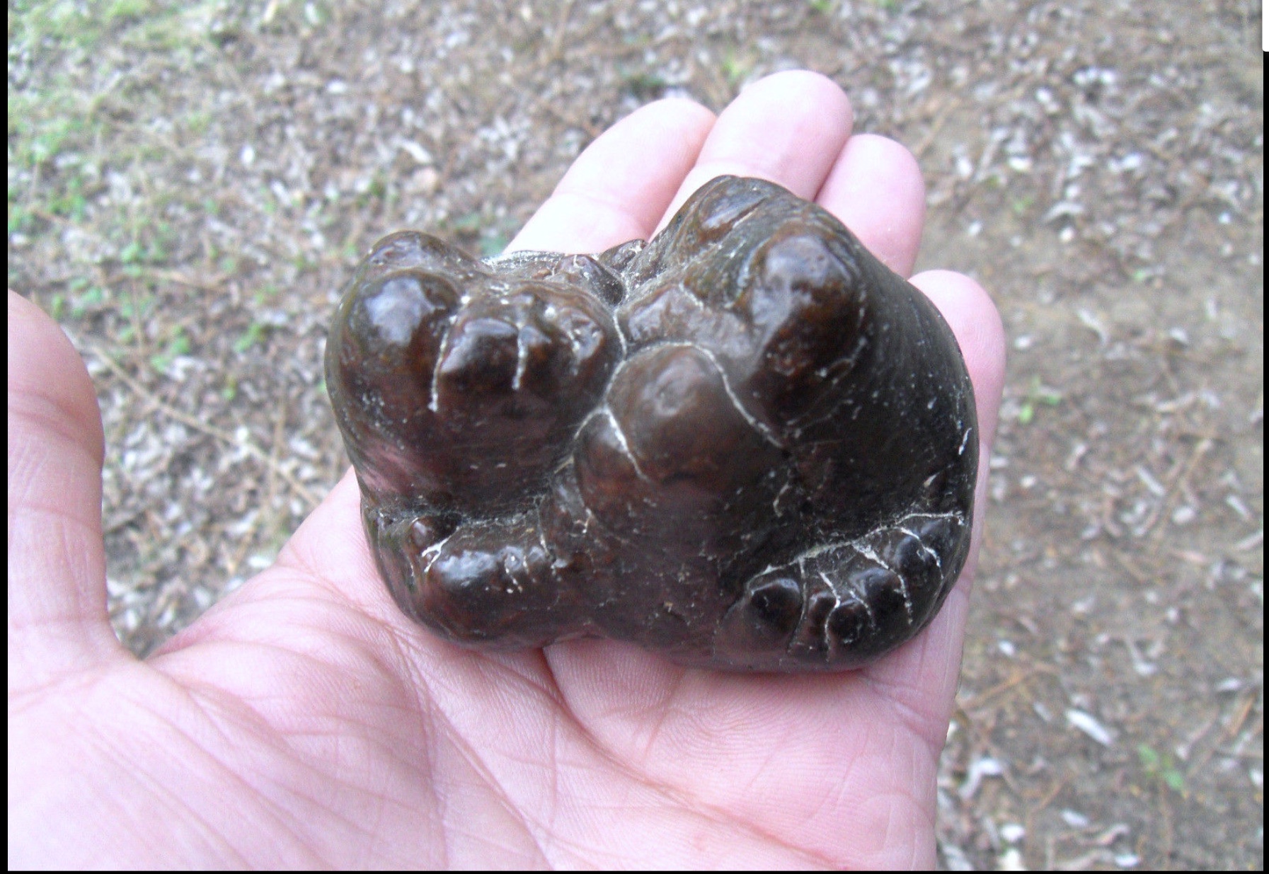 Tooth of what??? - Fossil ID - The Fossil Forum