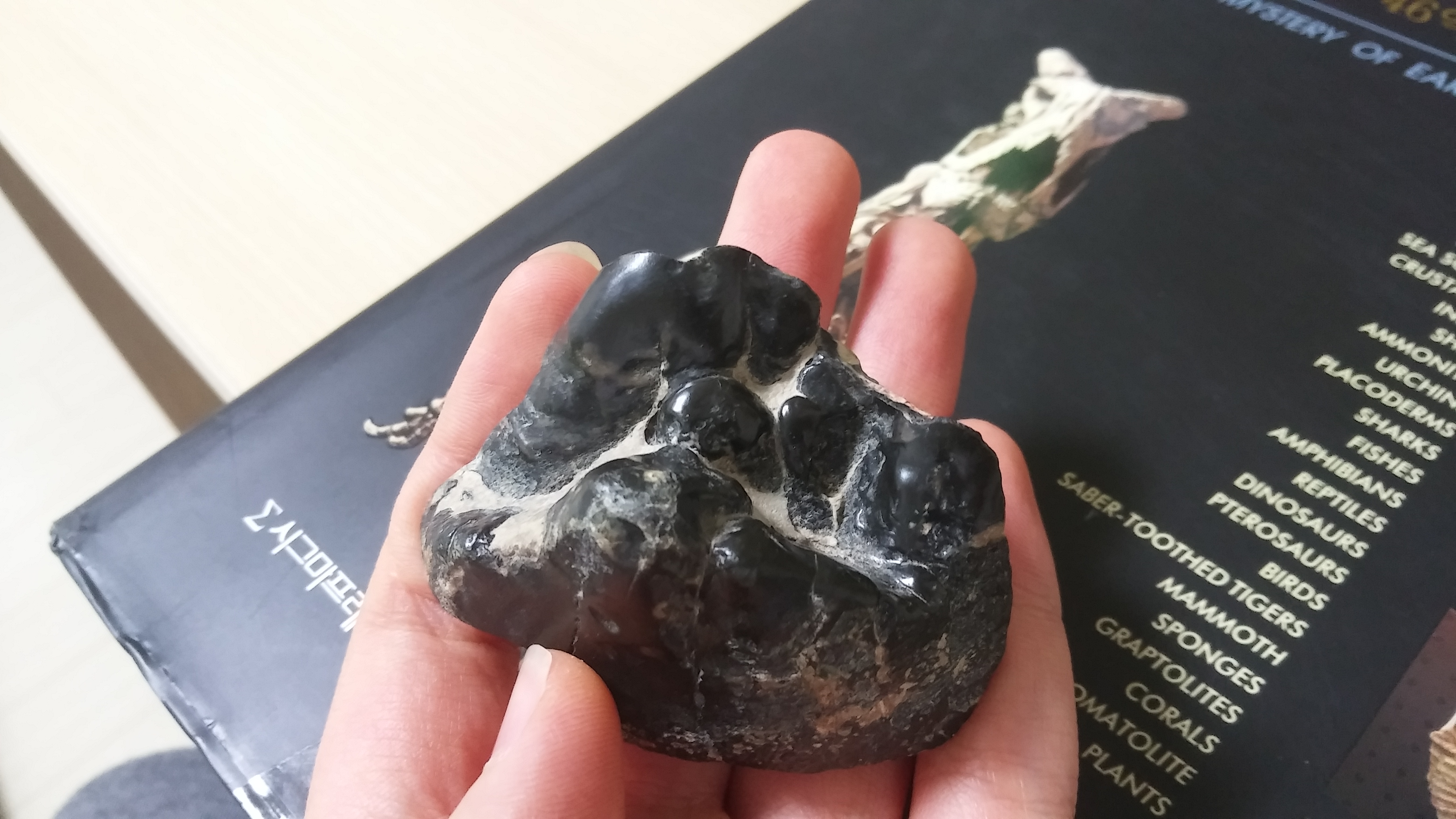 Mastodon tooth? - from bone valley - Fossil ID - The Fossil Forum
