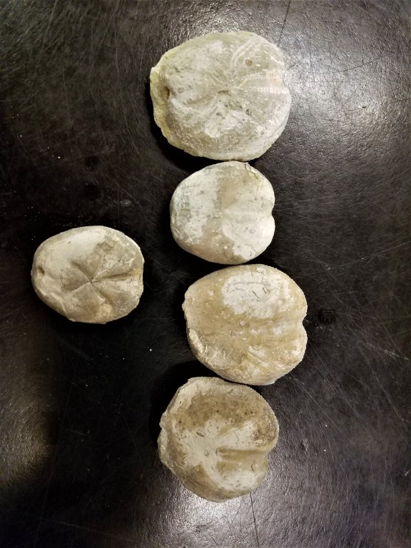Glen Rose Formation Fossils - Fossil ID - The Fossil Forum