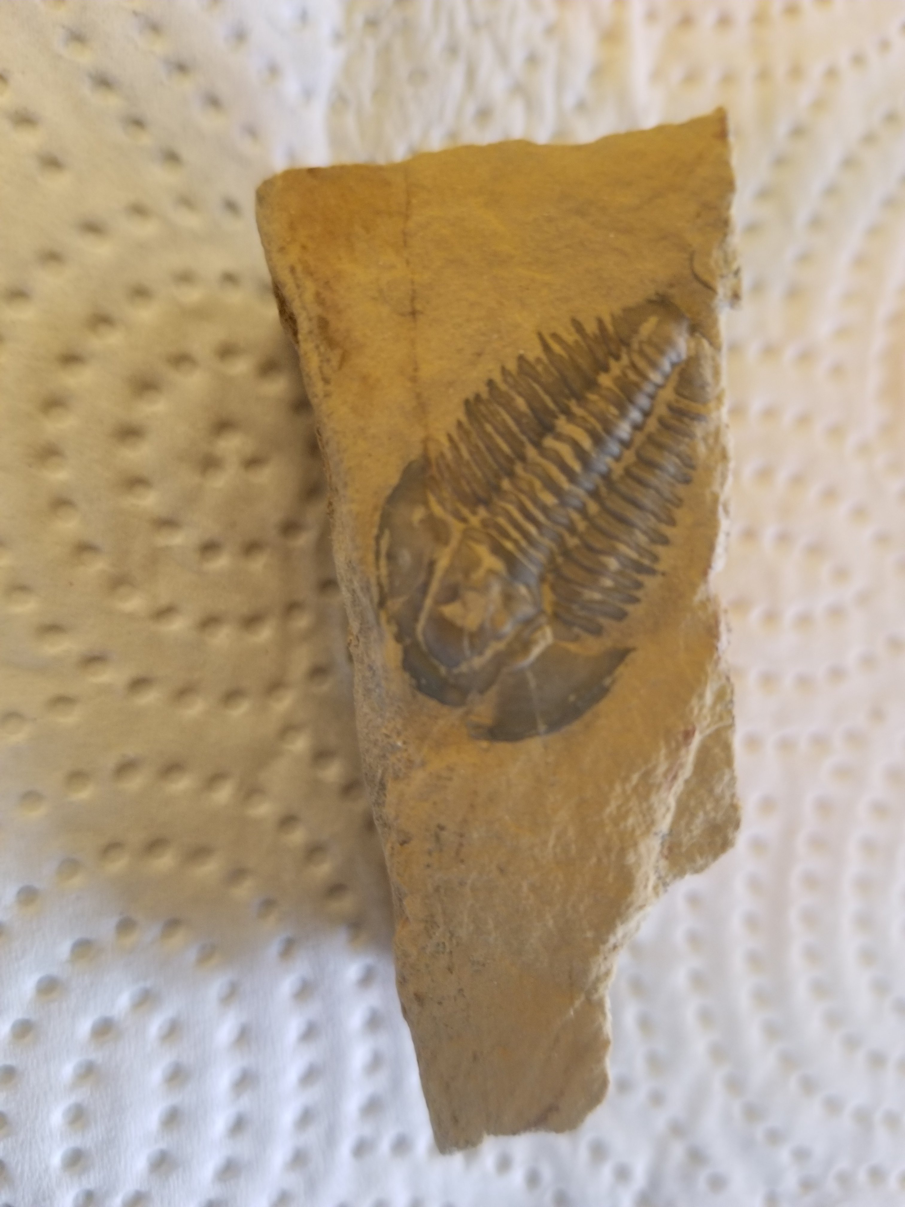 Back at it for a bit, then... disaster - Fossil Preparation - The ...