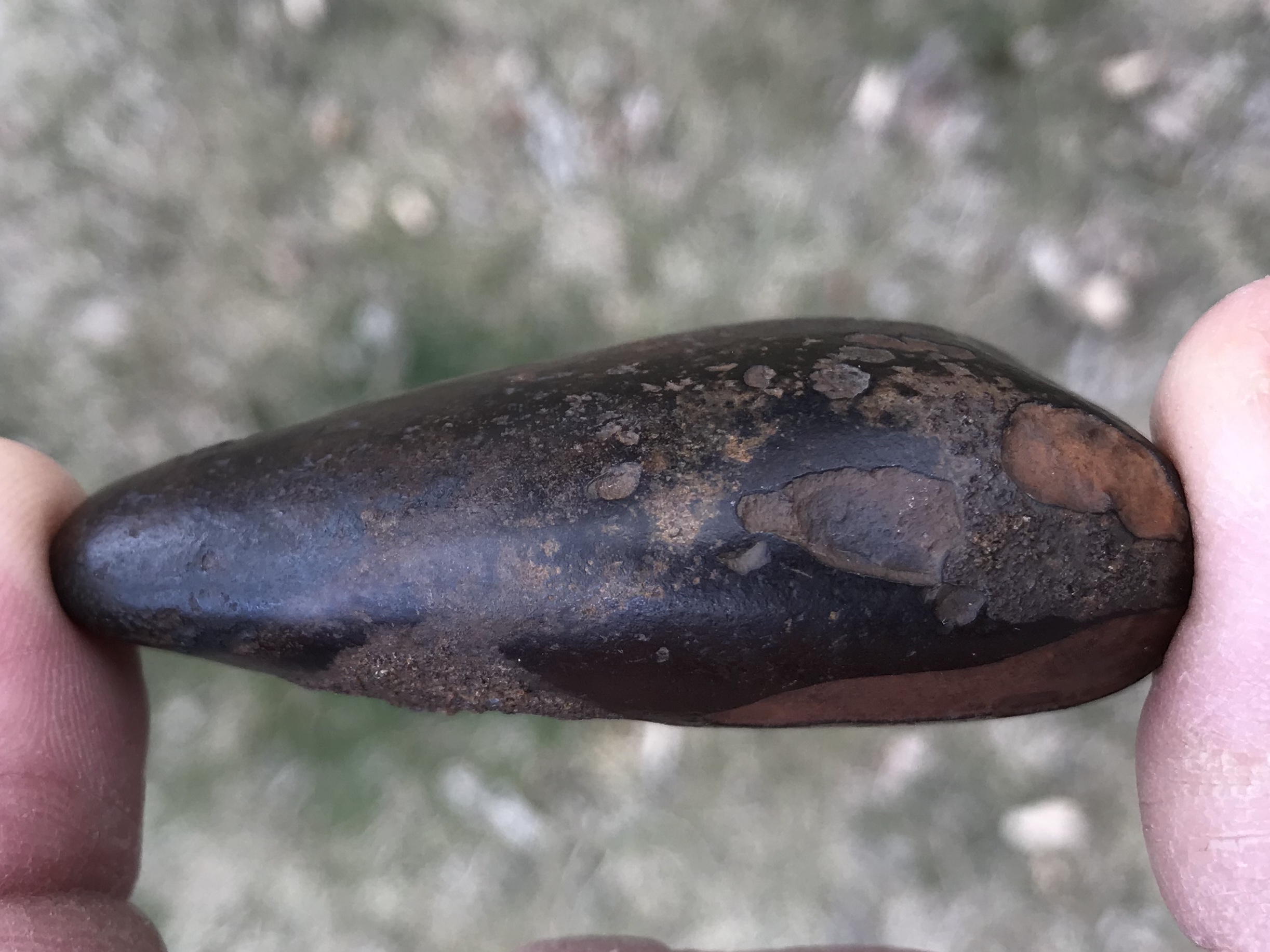 Fossil concretion, tooth or man made??? - Fossil ID - The Fossil Forum