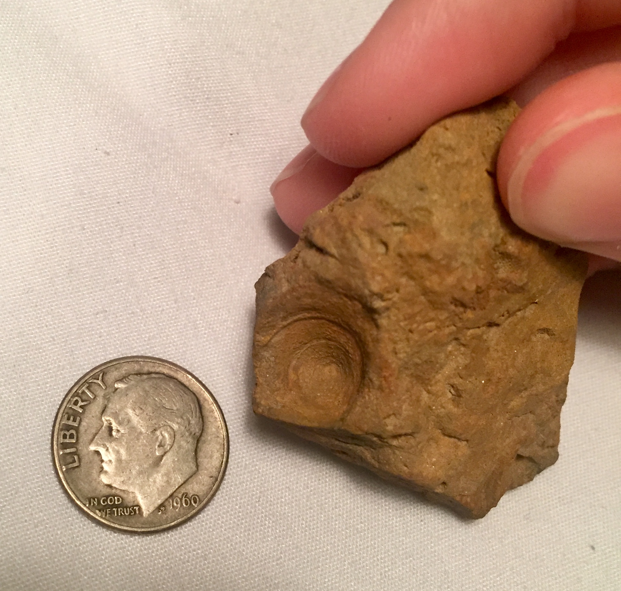 Strange fossil rock, worth keeping? - Fossil ID - The Fossil Forum