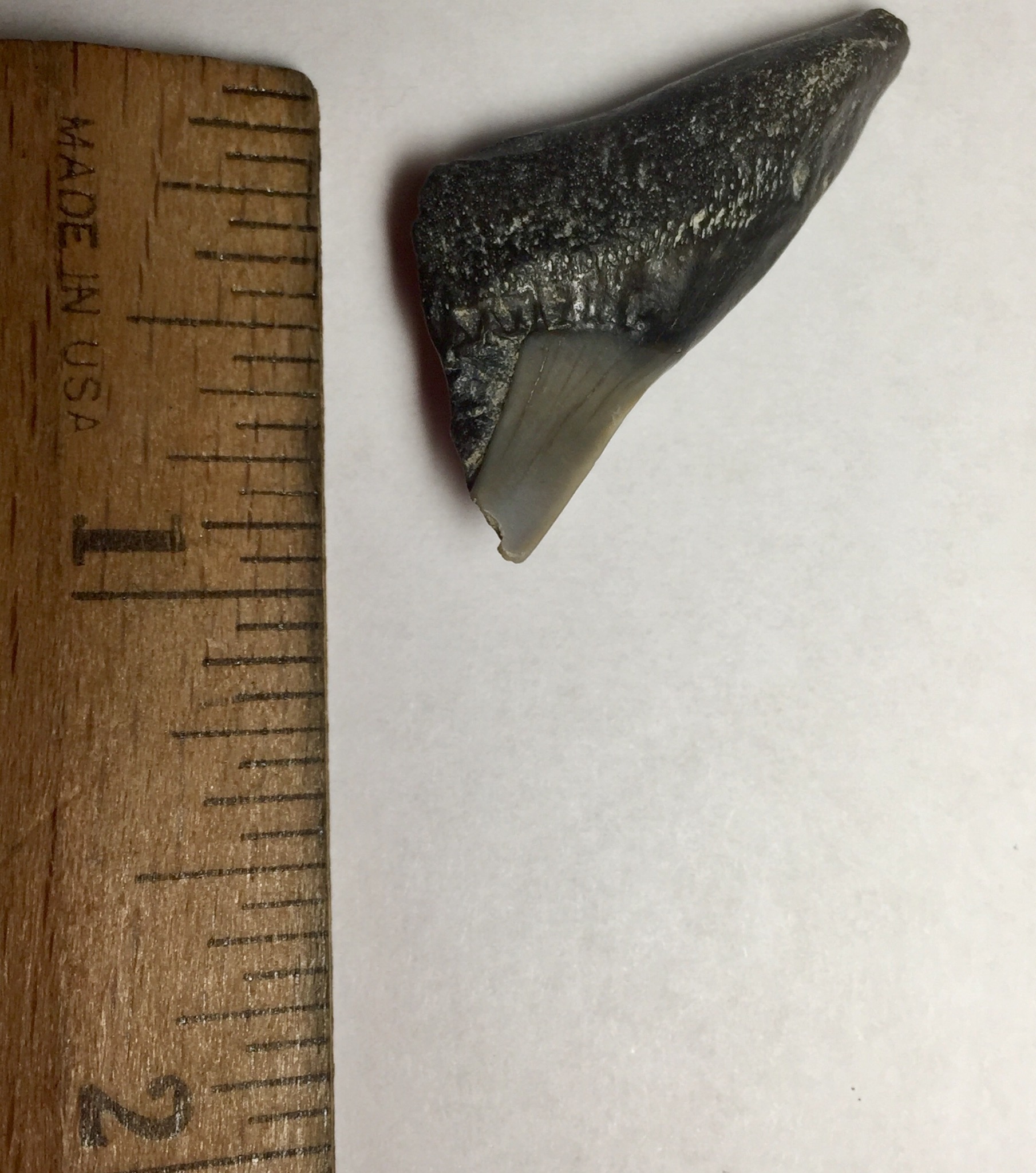 Tough Shark Tooth ID - Fossil ID - The Fossil Forum