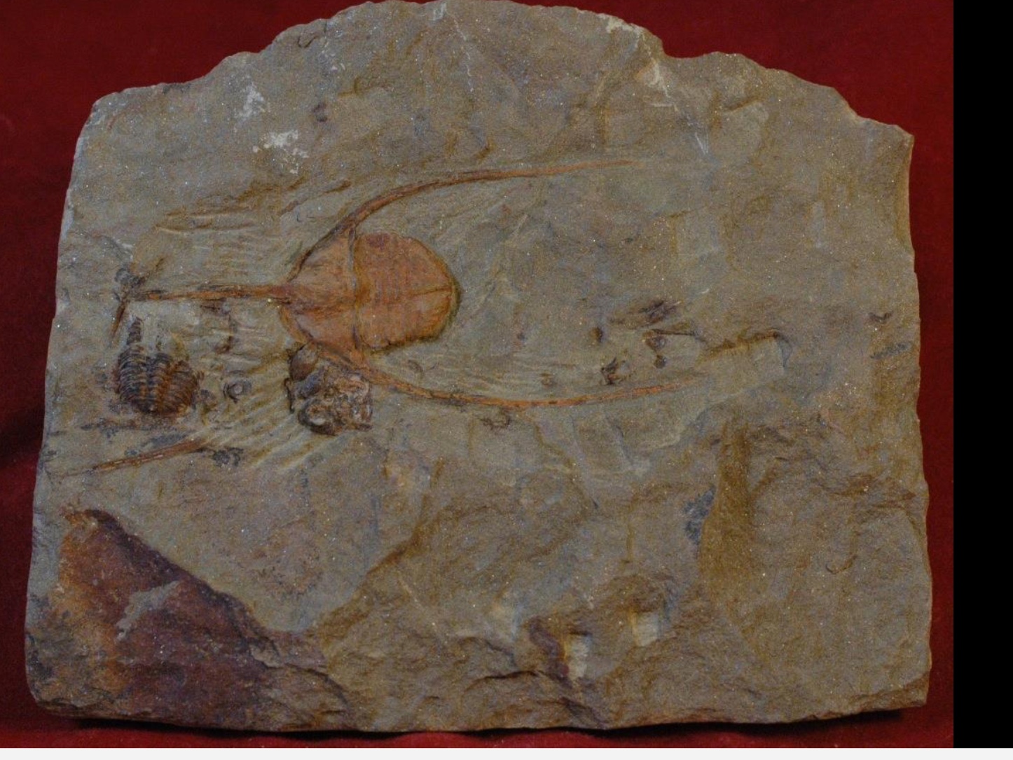 Real Ampyx trilobite? - Is It Real? How to Recognize Fossil ...