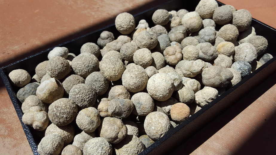 round walnut looking rocks - Fossil ID - The Fossil Forum