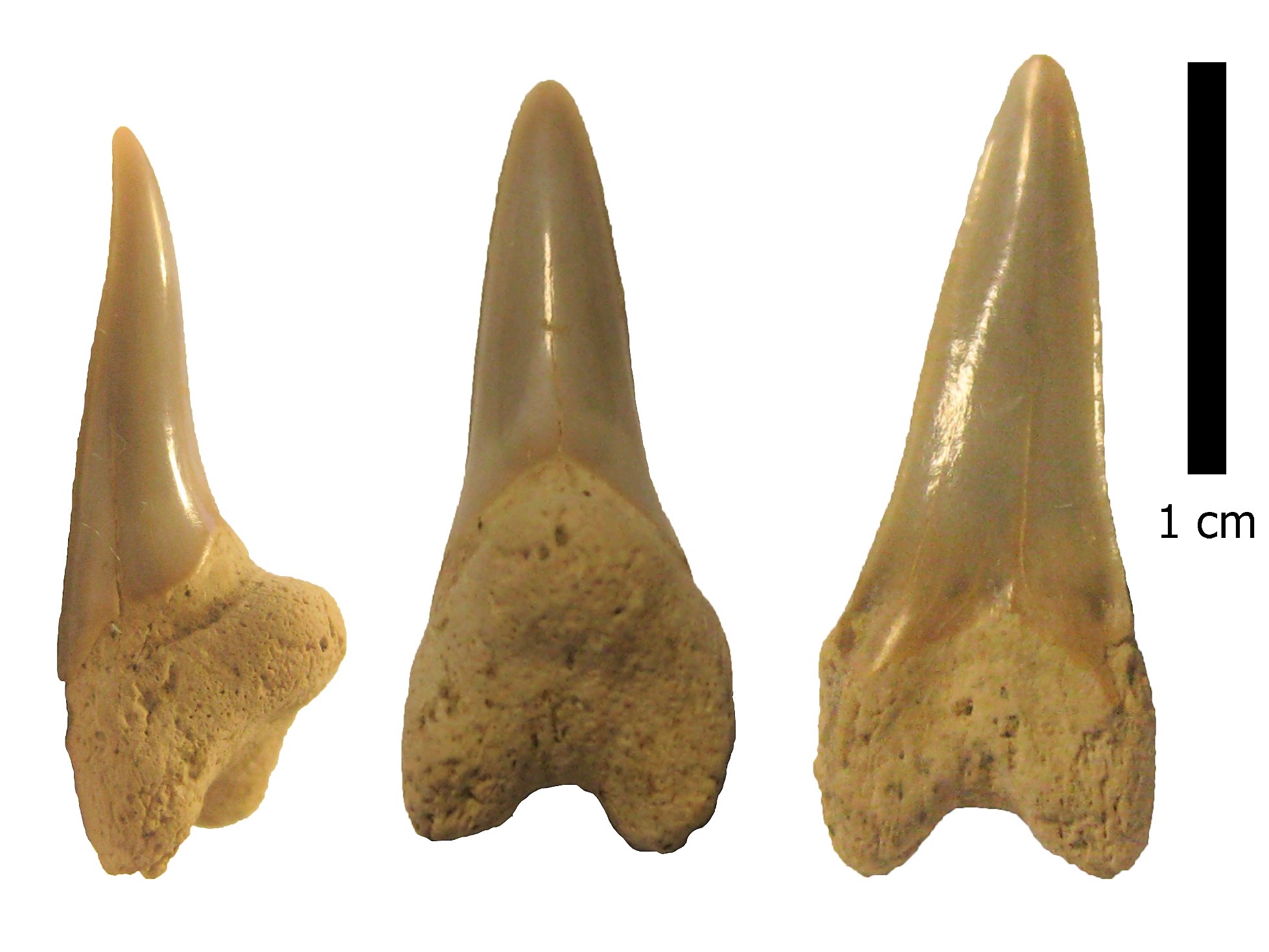 Please help me I’d these 2 shark teeth - Fossil ID - The Fossil Forum