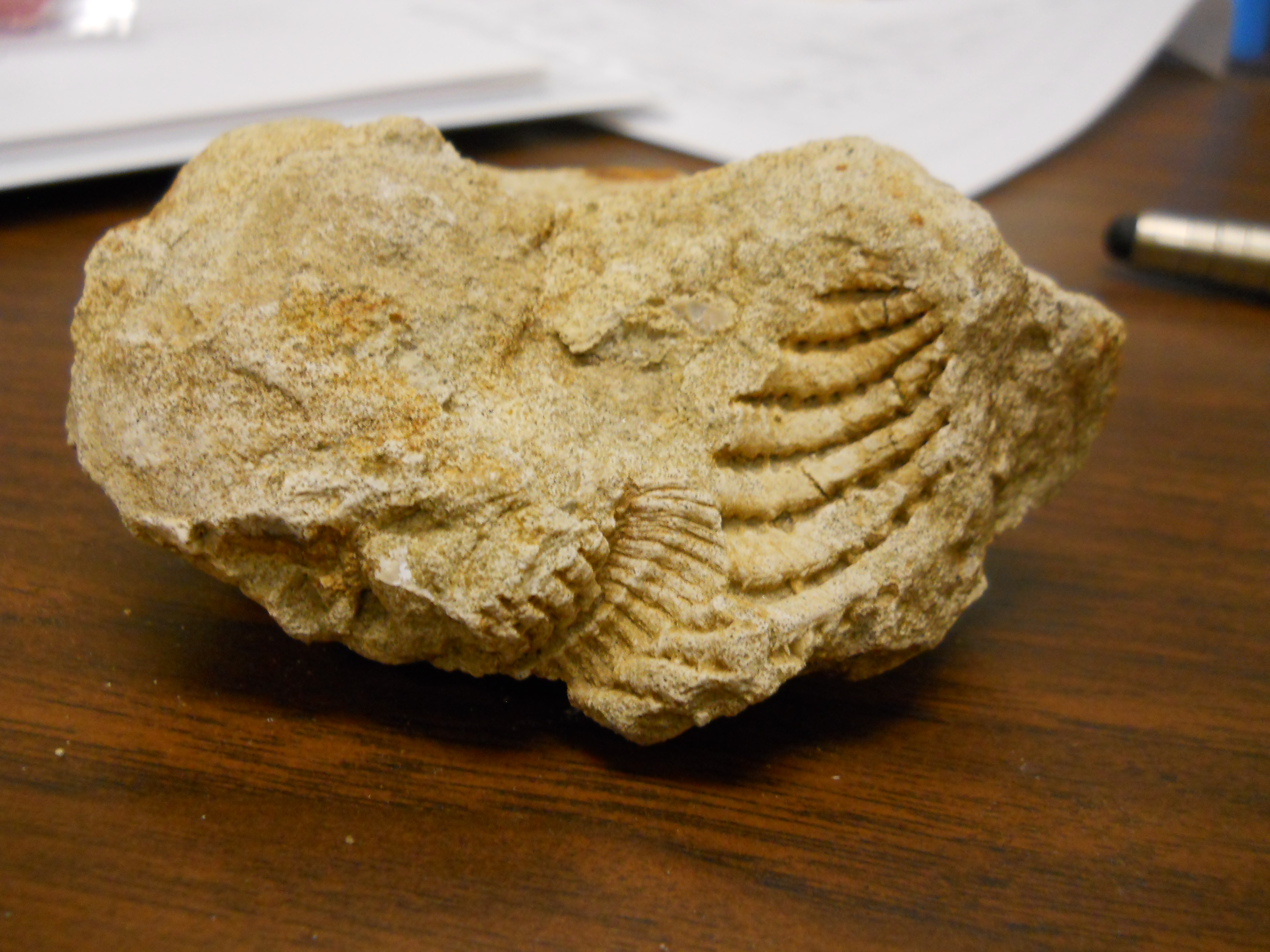 What is this Cretaceous impression? - Fossil ID - The Fossil Forum