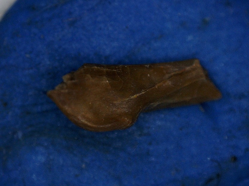 small Australian cretaceous jaw - Fossil ID - The Fossil Forum