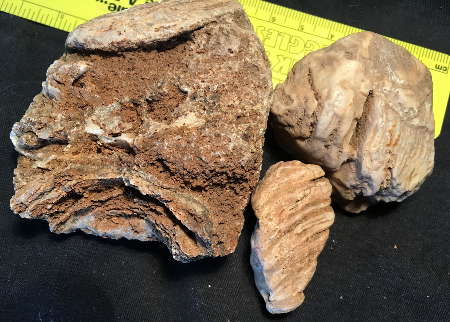 Fungi, Algae, Chert? - Fossil ID - The Fossil Forum