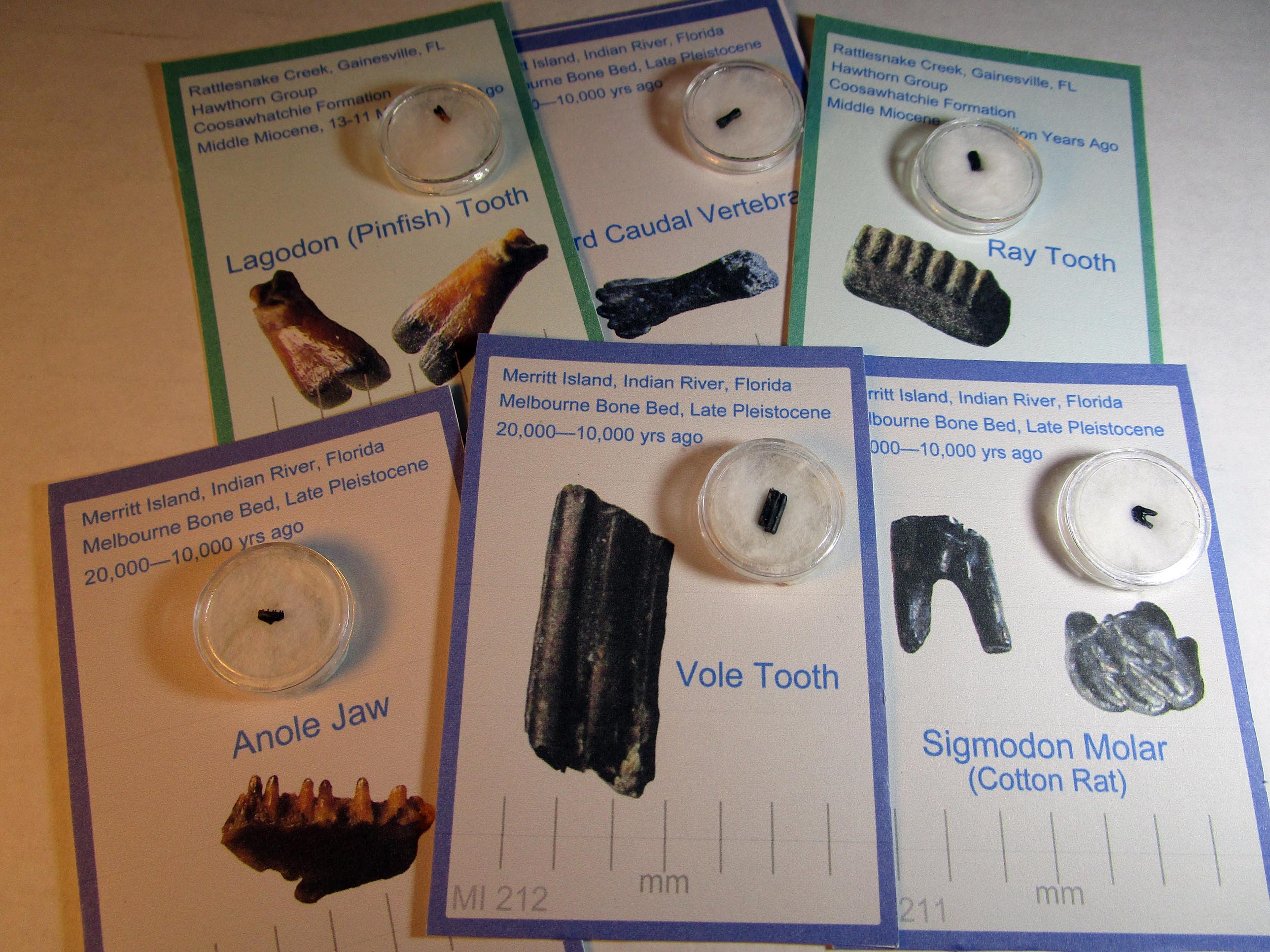 Microfossil "Collector Cards" - Micro-paleontology - The Fossil Forum
