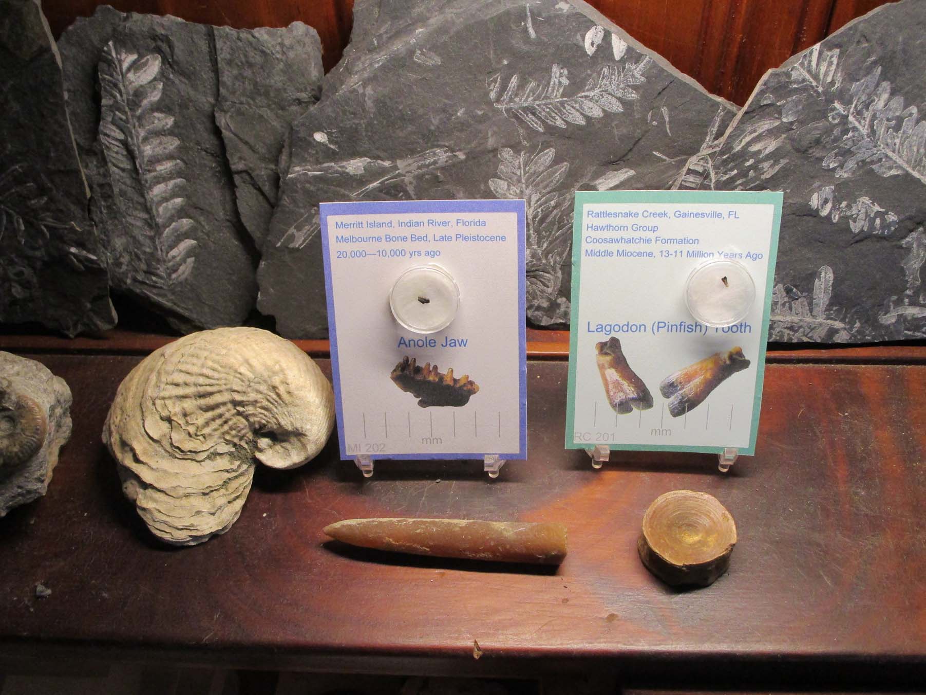Microfossil "Collector Cards" - Micro-paleontology - The Fossil Forum