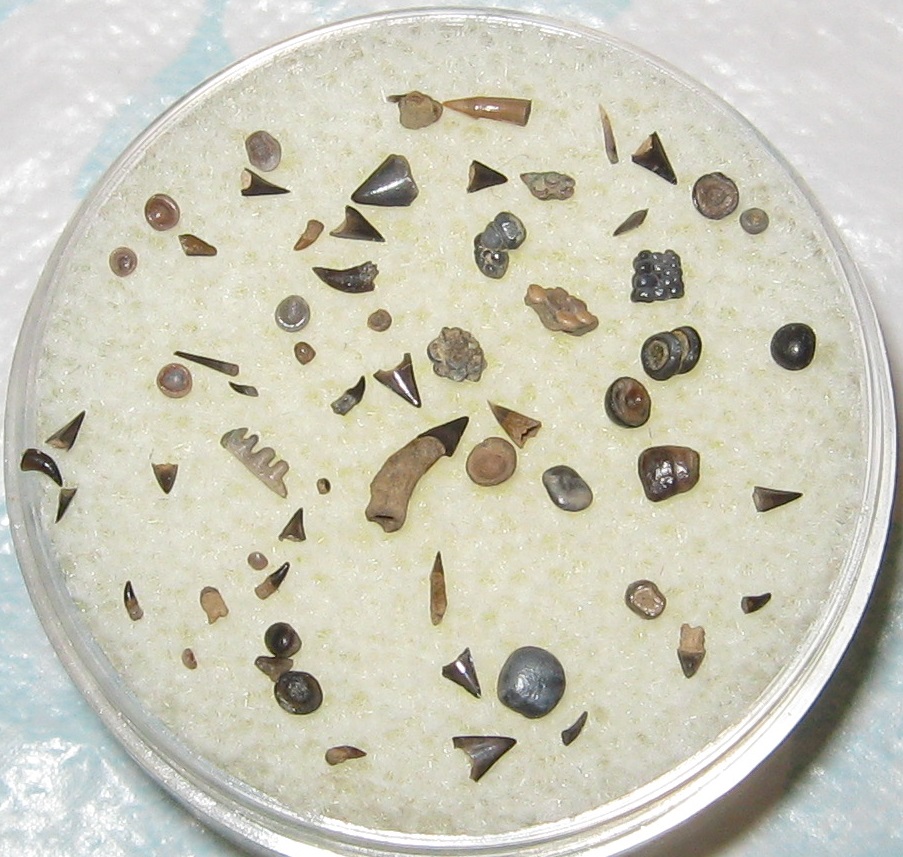 Micro shark, ray and fish teeth from the Eocene of South Carolina ...