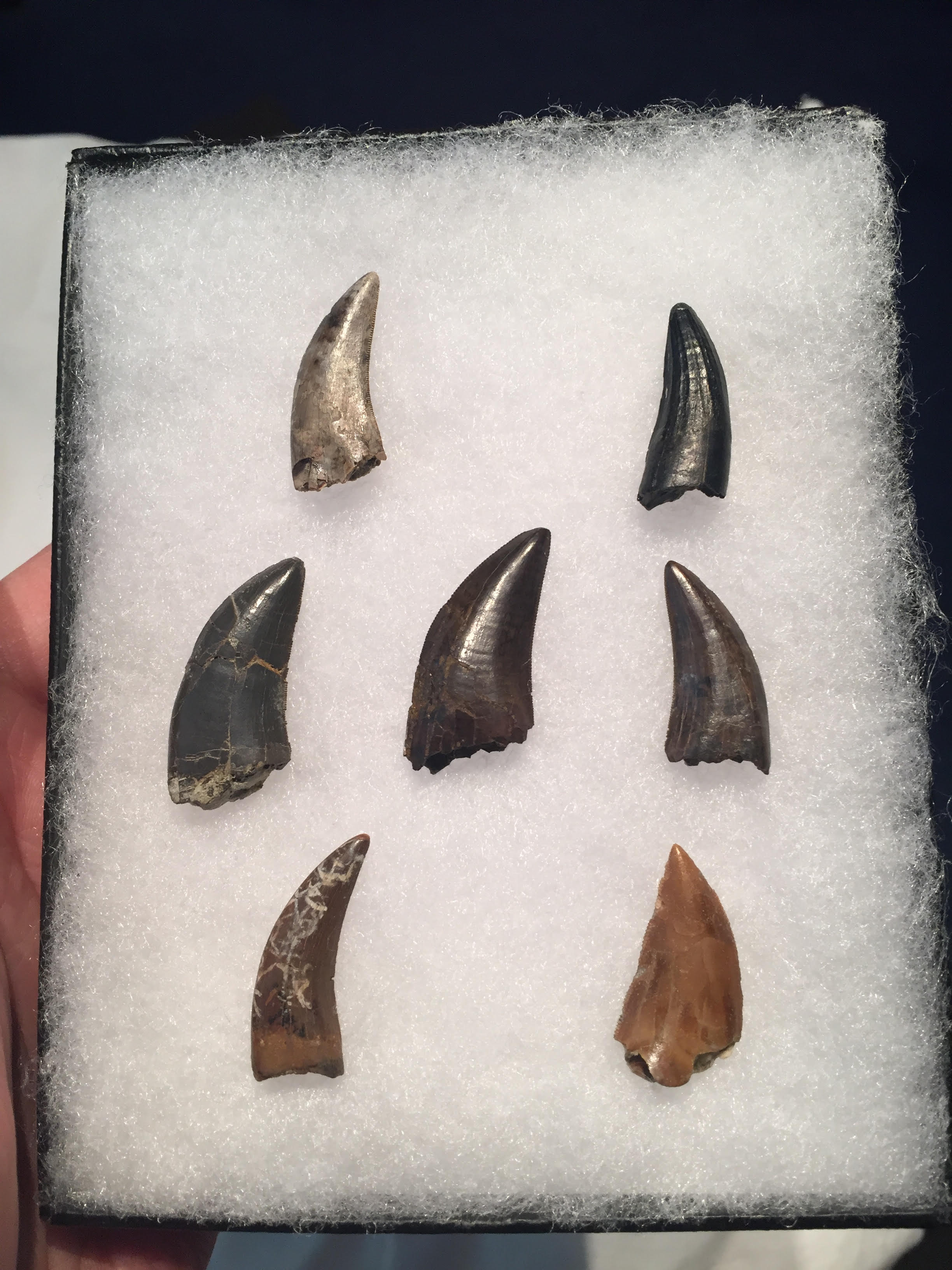 My Collection of Theropod Teeth - Member Collections - The Fossil Forum