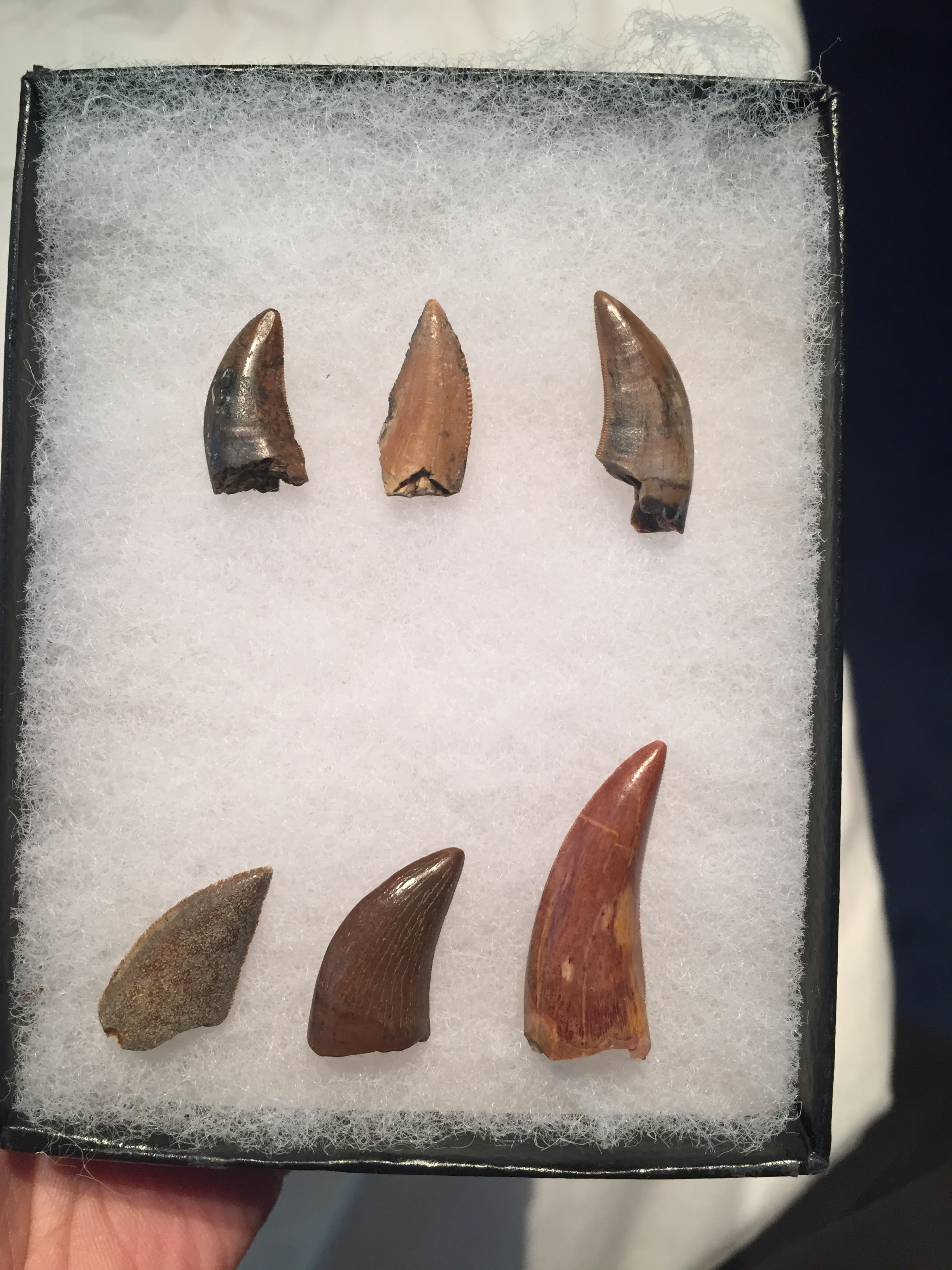My Collection of Theropod Teeth - Member Collections - The Fossil Forum