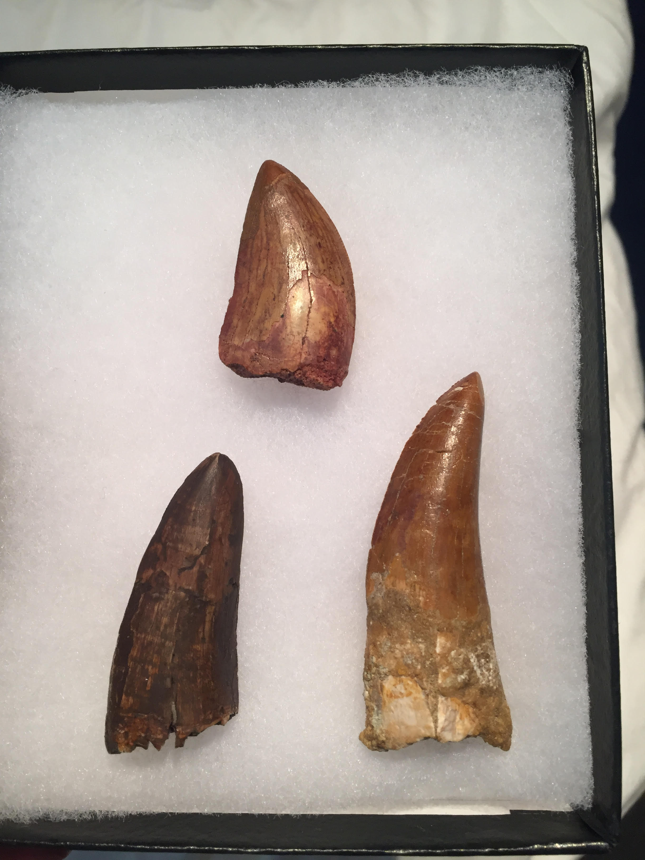 My Collection of Theropod Teeth - Page 3 - Member Collections - The ...
