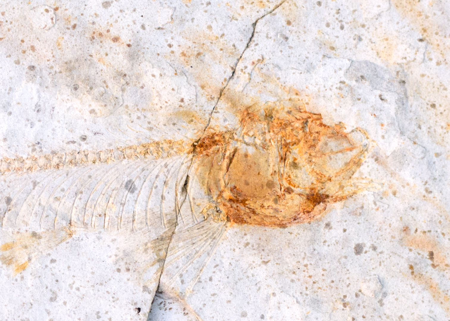 Fish Fossil - Fossil ID - The Fossil Forum