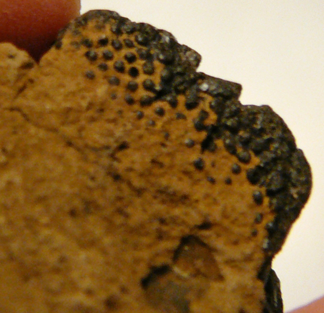 Bryozoa? - Fossil ID - The Fossil Forum