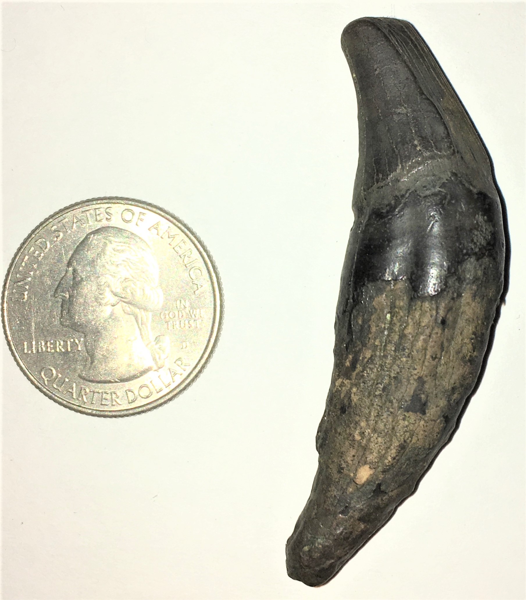Dire Wolf tooth? - Fossil ID - The Fossil Forum