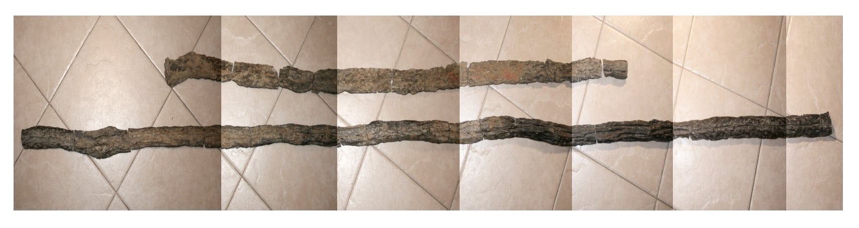 Stigmaria Root - Questions & Answers - The Fossil Forum