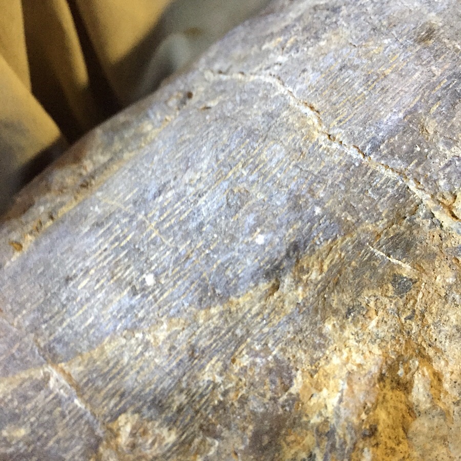 Petrified Tree Stump - General Fossil Discussion - The Fossil Forum