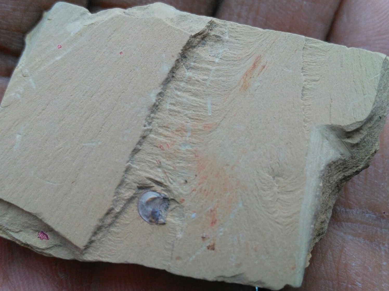 Super rare arthropod Bradoriida??? - Is It Real? How to Recognize ...