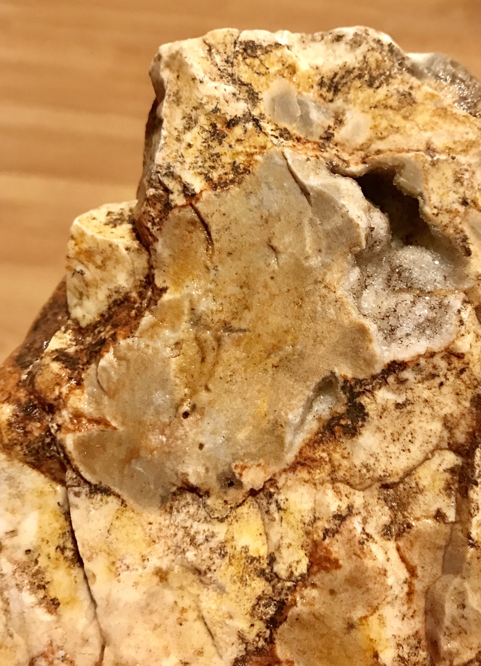 Chert rock with possible fossil ID - Fossil ID - The Fossil Forum