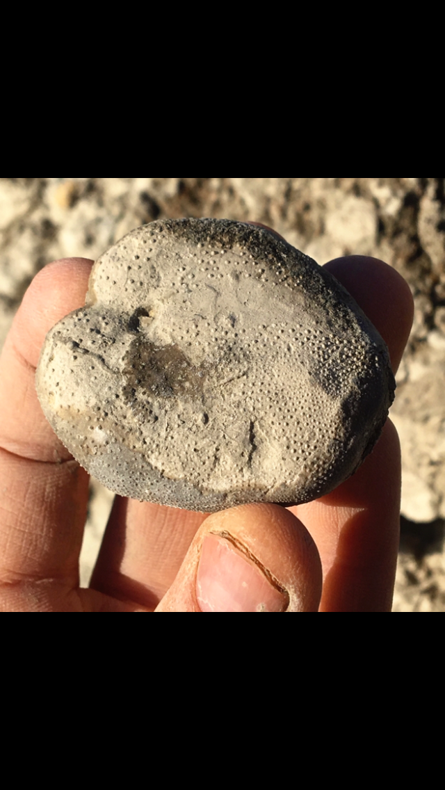 Easter Echinoids - Fossil Hunting Trips - The Fossil Forum