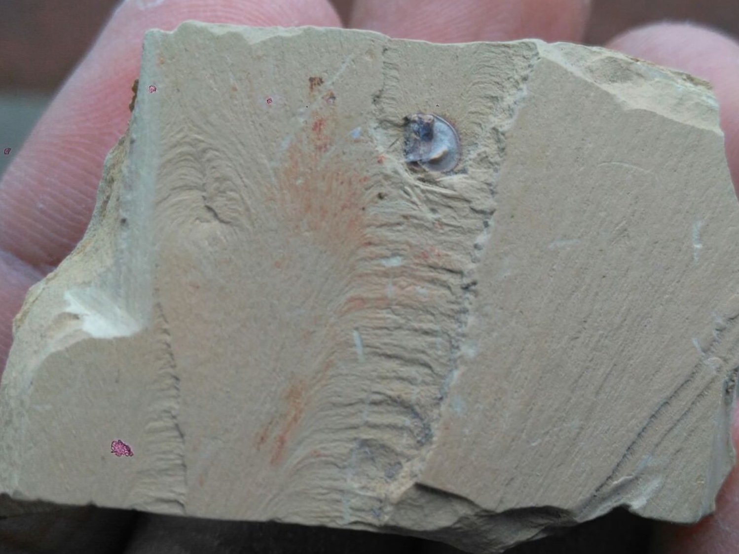 Super rare arthropod Bradoriida??? - Is It Real? How to Recognize ...