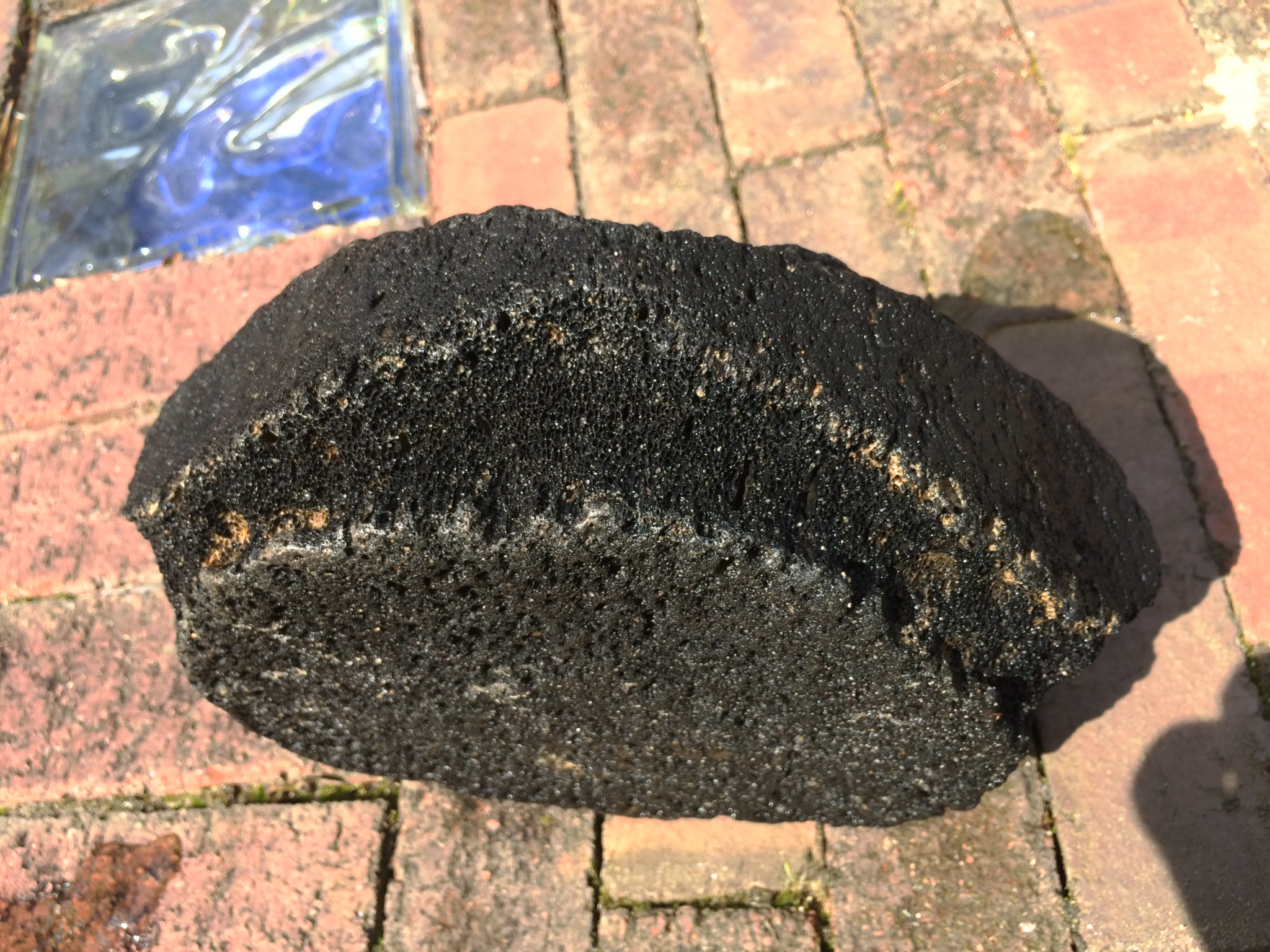 Large black bone (?) found on beach - Fossil ID - The Fossil Forum