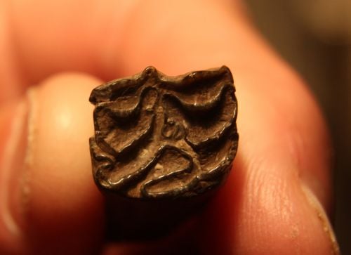 Horse Ancestor Teeth - Fossil ID - The Fossil Forum