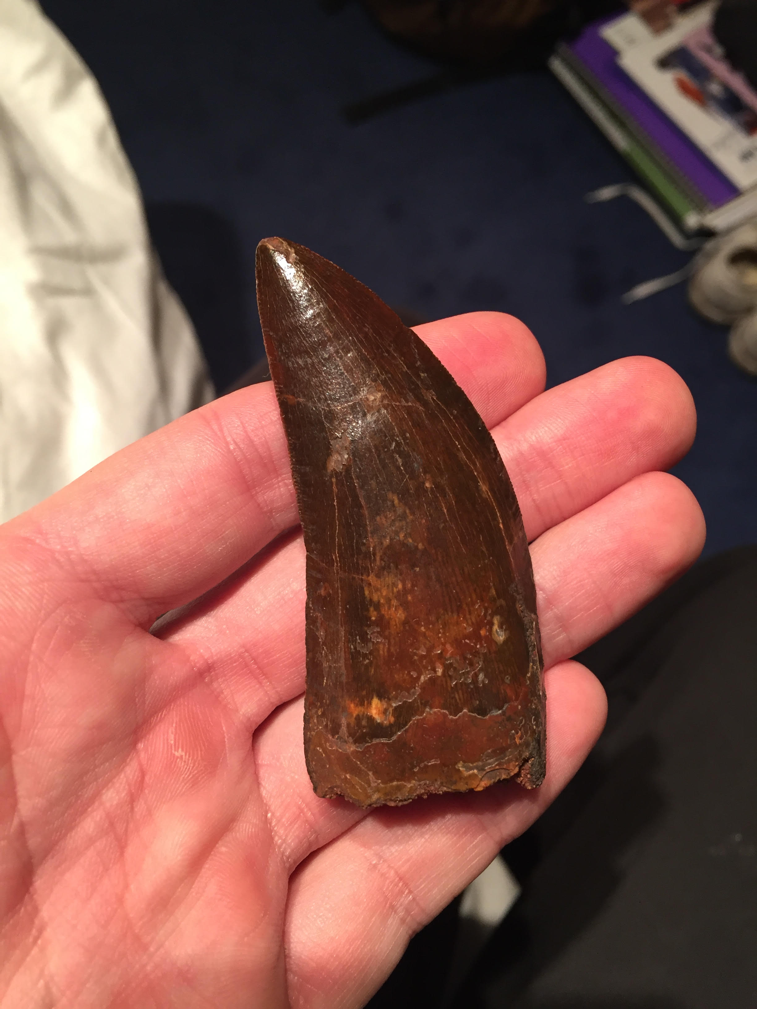 My Collection of Theropod Teeth - Member Collections - The Fossil Forum