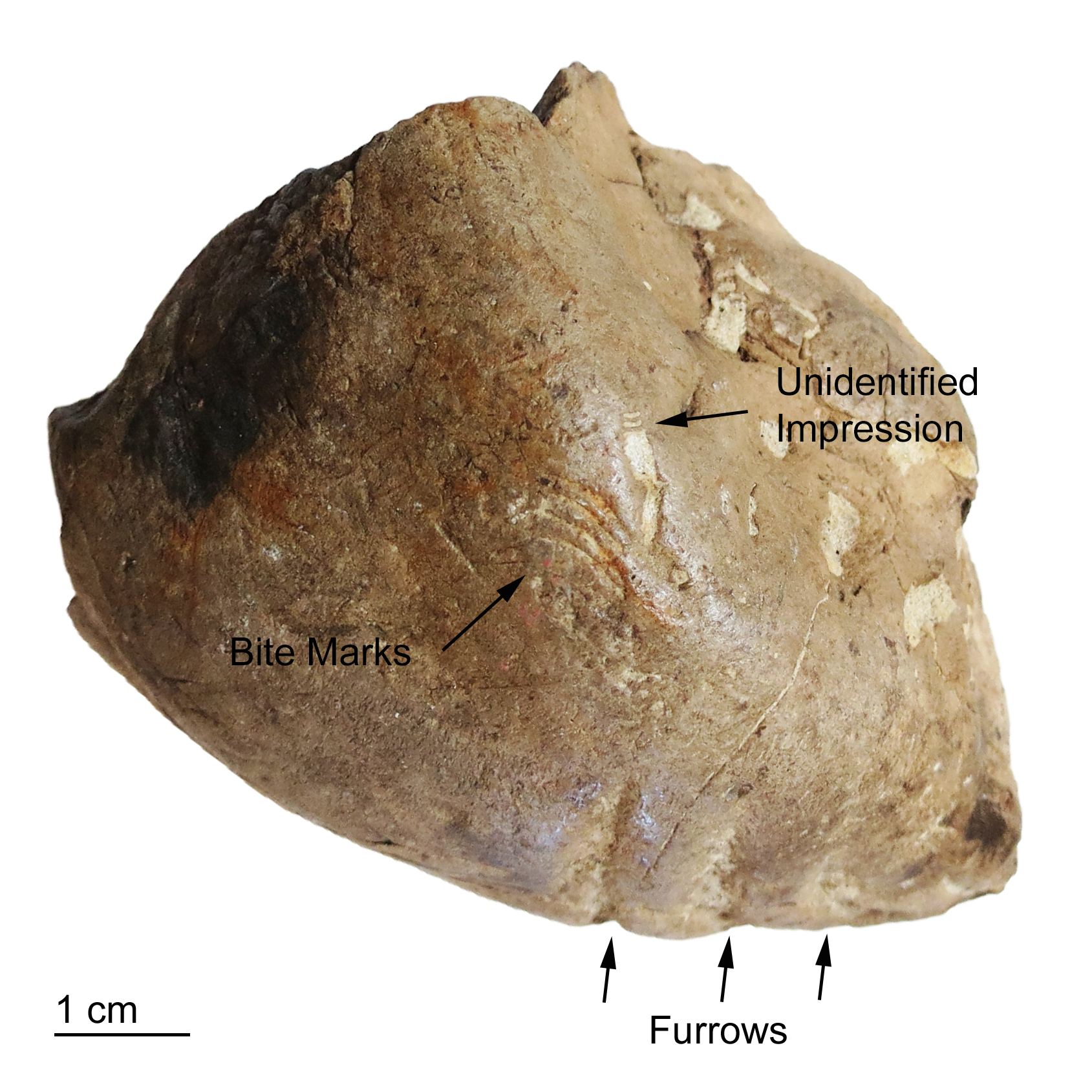 Coprolite food chain or overactive imagination? - Fossil ID - The ...