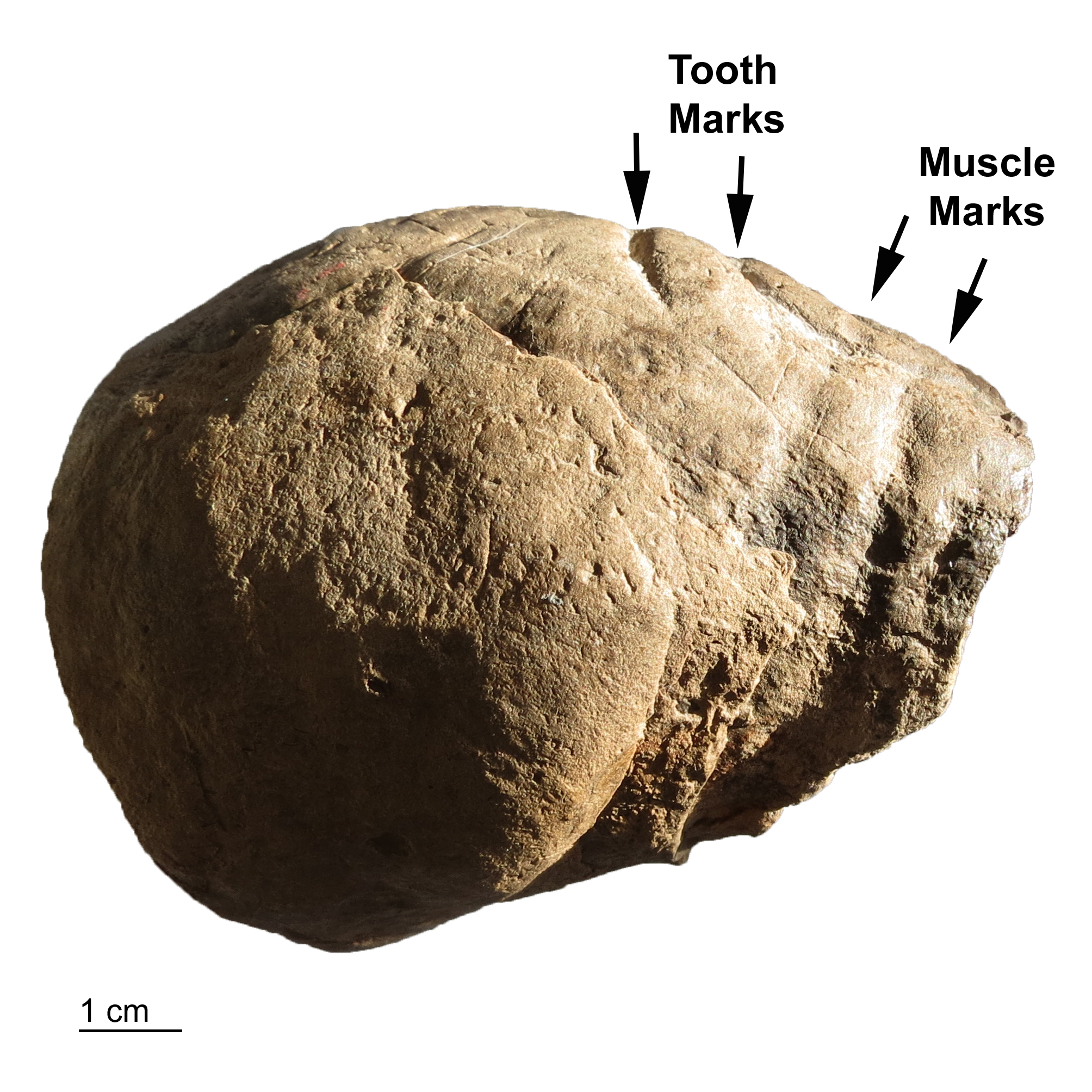 Coprolite food chain or overactive imagination? - Fossil ID - The ...