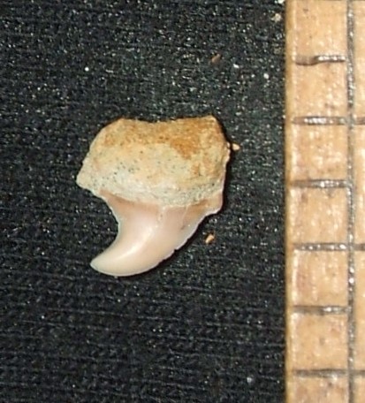 Extreme posterior shark teeth! - Page 2 - Member Collections - The ...