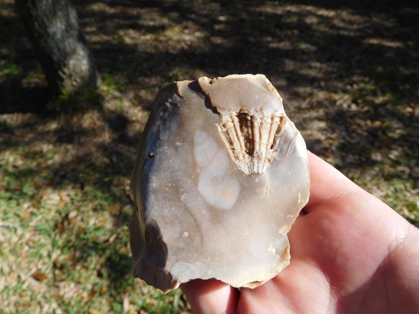 Cretaceous chert fossils from Texas - Member Collections - The Fossil Forum