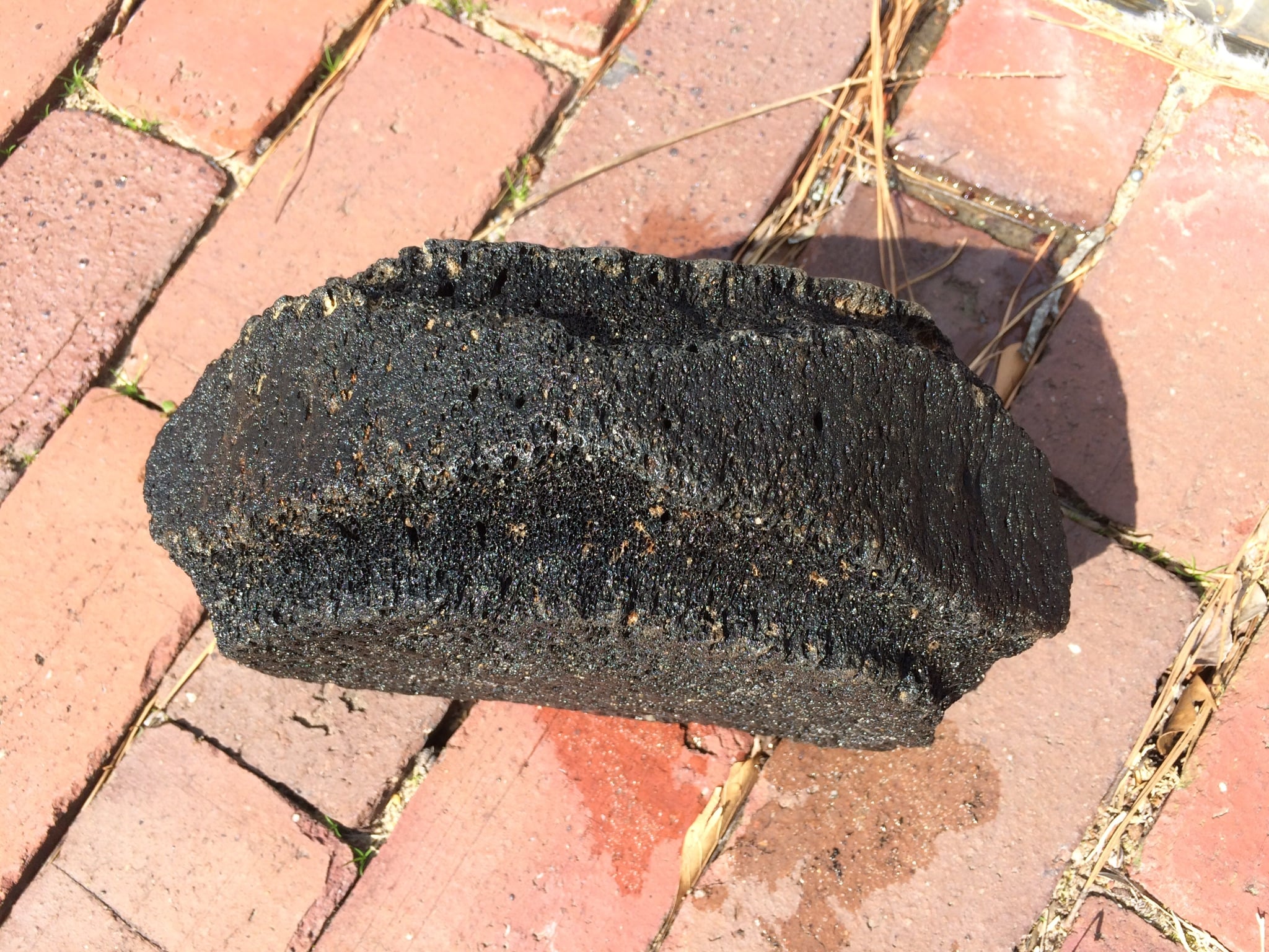 Large black bone (?) found on beach - Fossil ID - The Fossil Forum