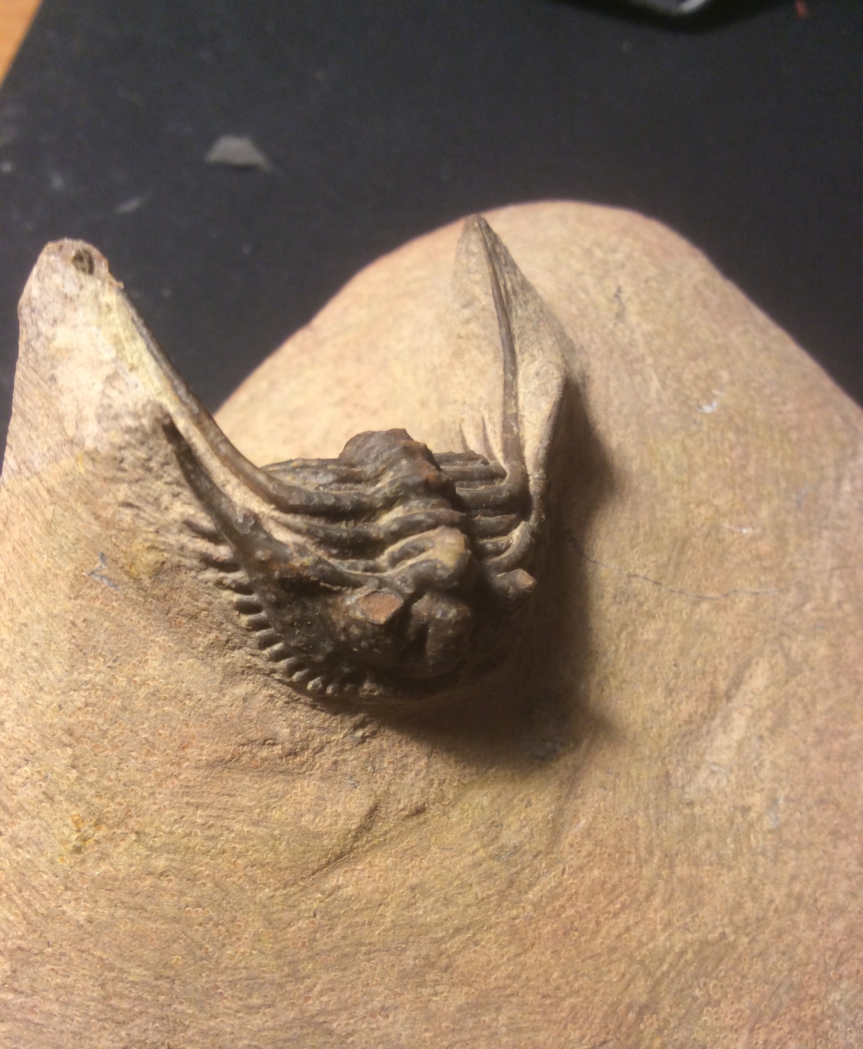 My fossil collection - Member Collections - The Fossil Forum