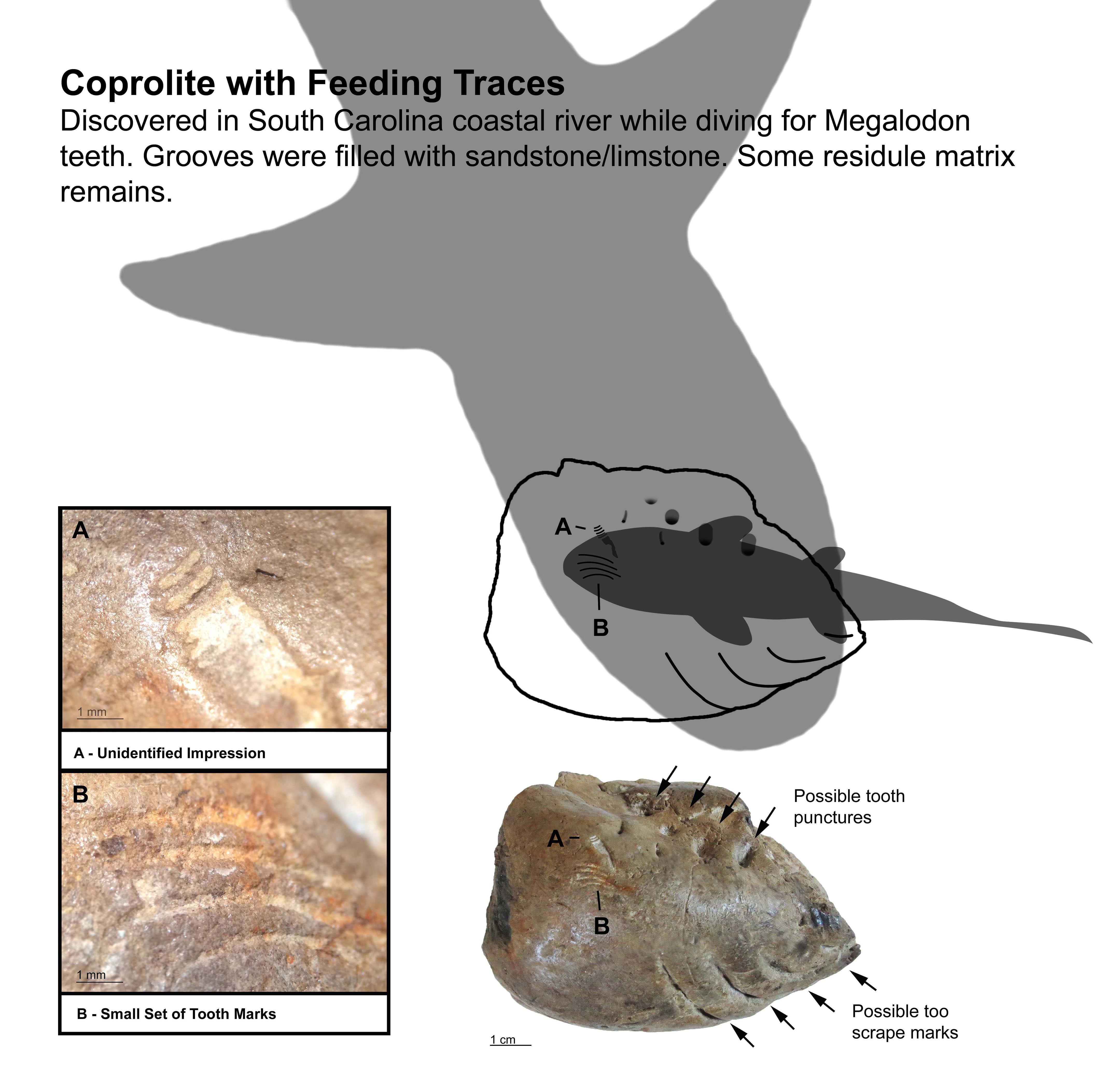 Coprolite food chain or overactive imagination? - Fossil ID - The ...
