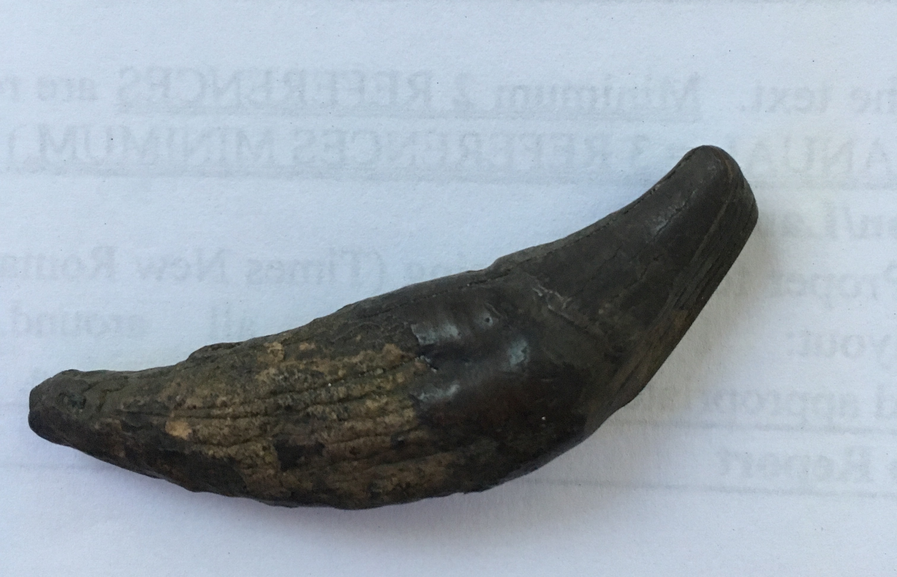 Dire Wolf tooth? - Fossil ID - The Fossil Forum