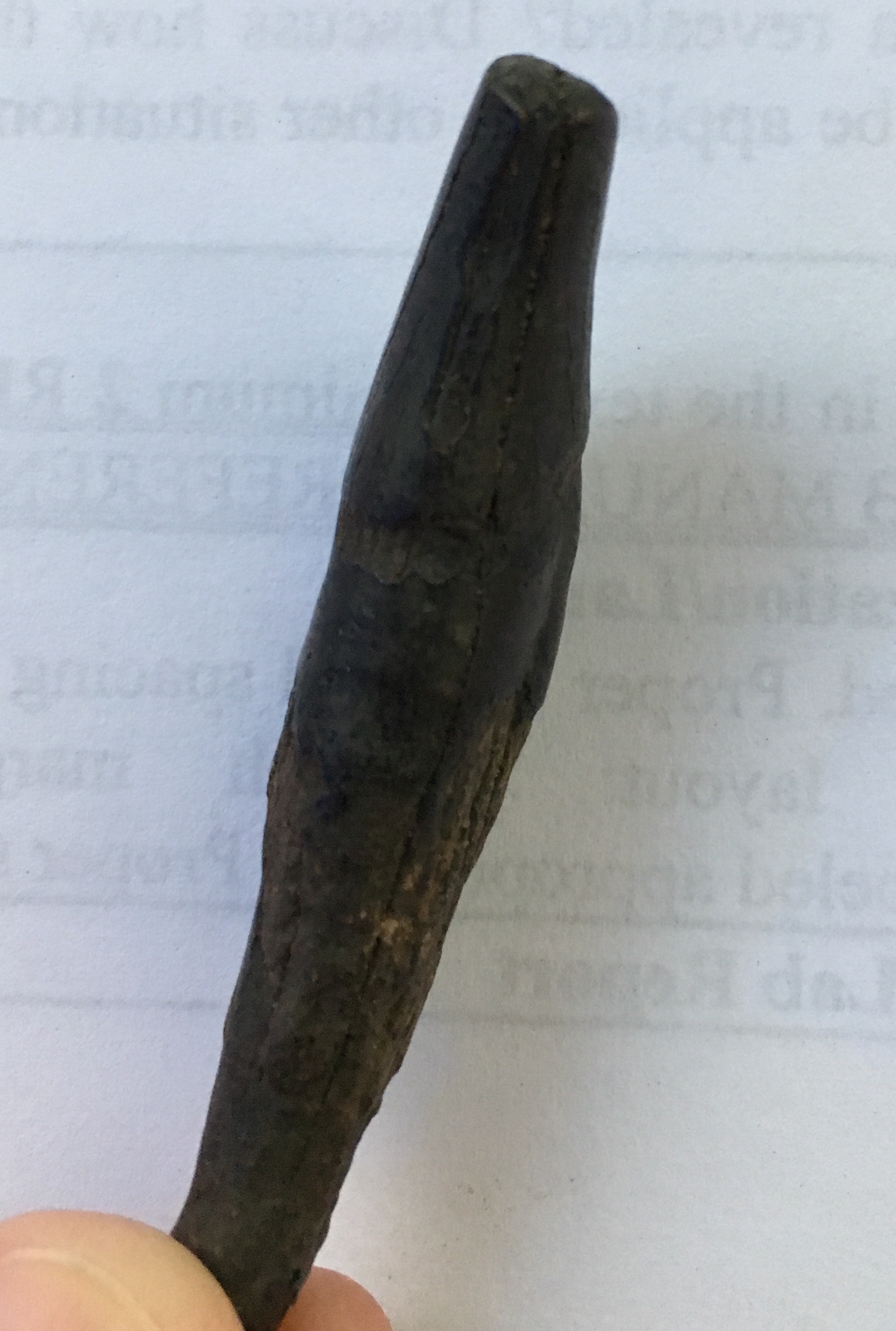 Dire Wolf tooth? - Fossil ID - The Fossil Forum