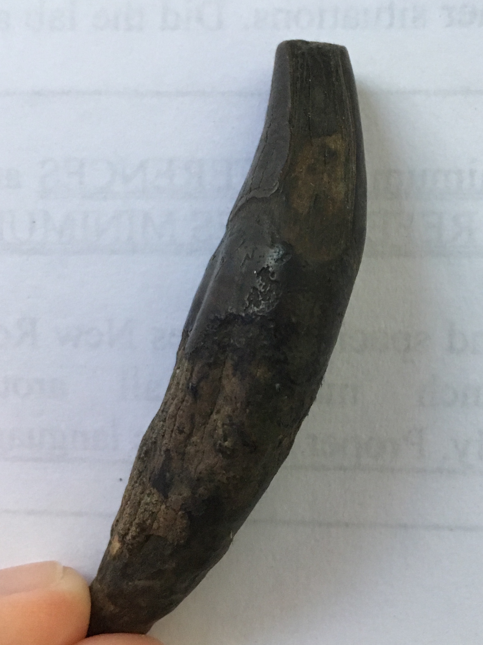 Dire Wolf tooth? - Fossil ID - The Fossil Forum