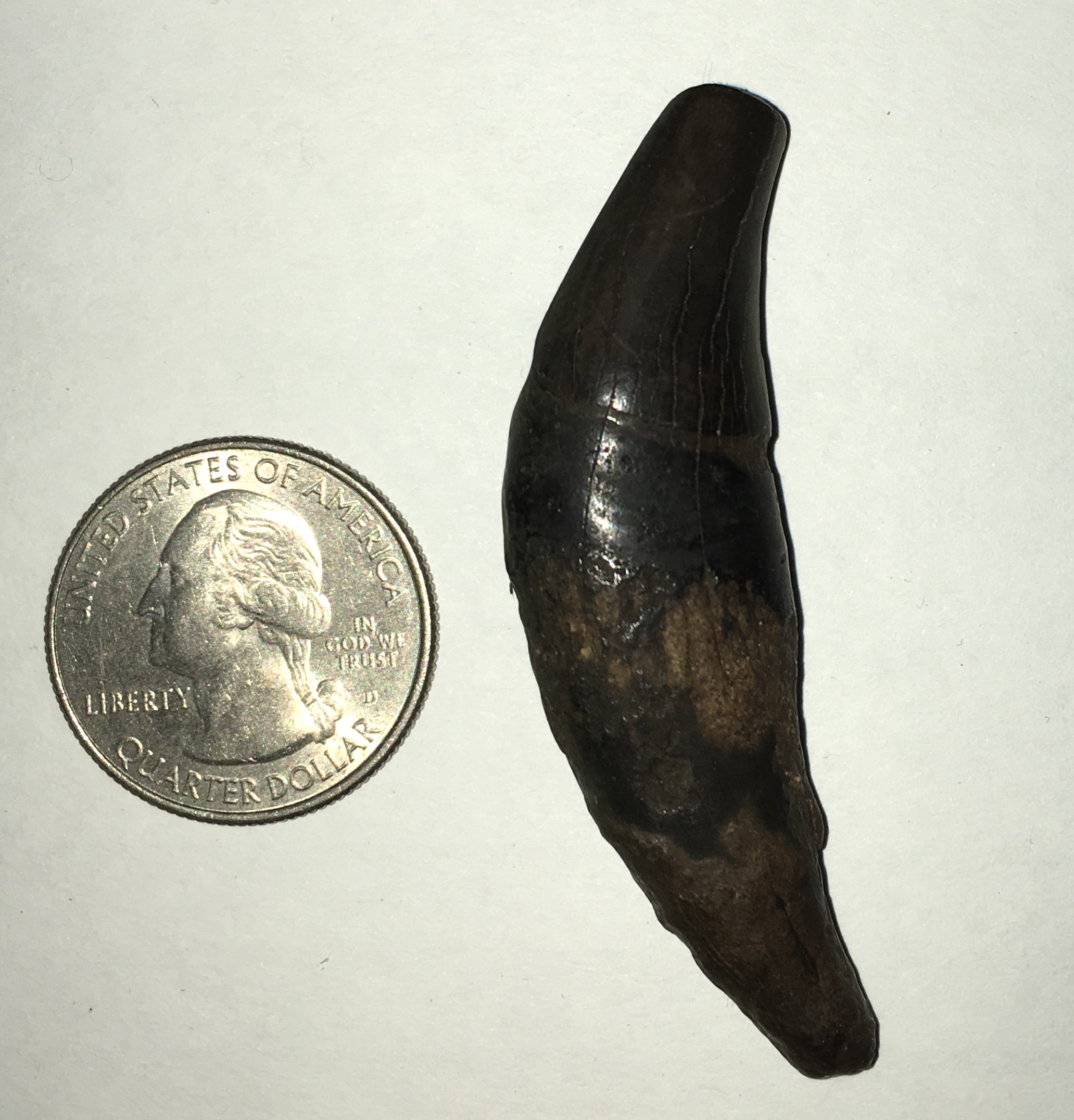 Dire Wolf tooth? - Fossil ID - The Fossil Forum
