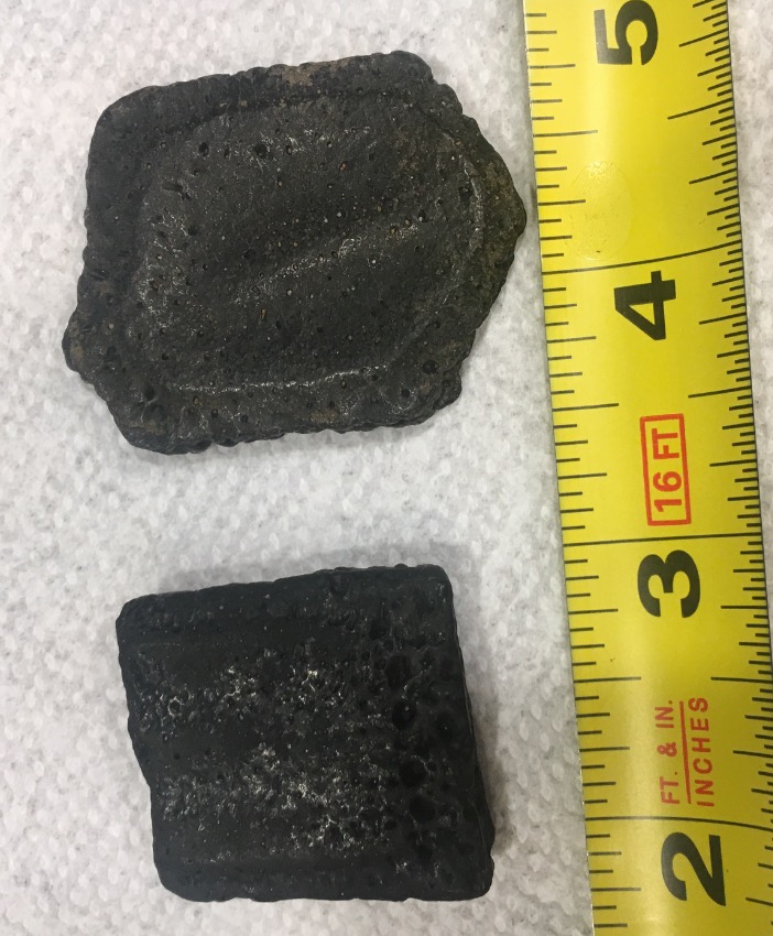 Giant Armadillo? Jacksonville, Florida - Fossil ID - The Fossil Forum
