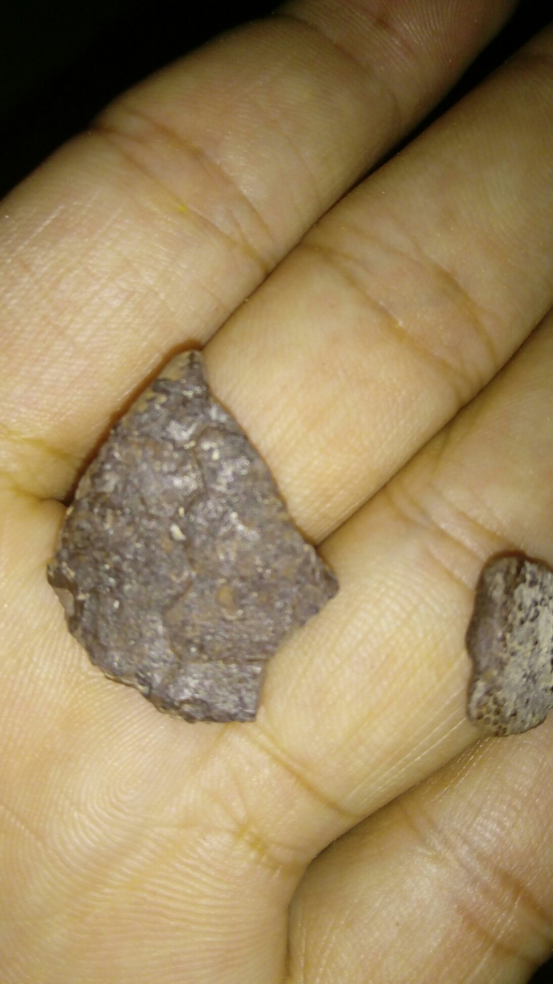 new fossil to identify - Fossil ID - The Fossil Forum