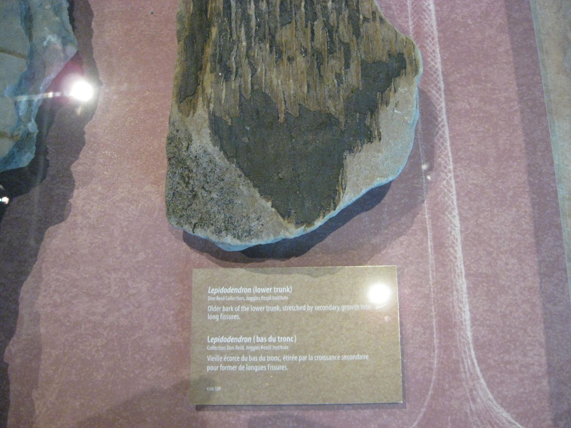 Fossil Imprints N.S - Fossil ID - The Fossil Forum