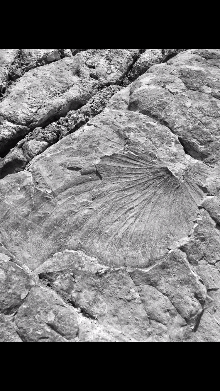 What is this? Is it a flipper? - Fossil ID - The Fossil Forum