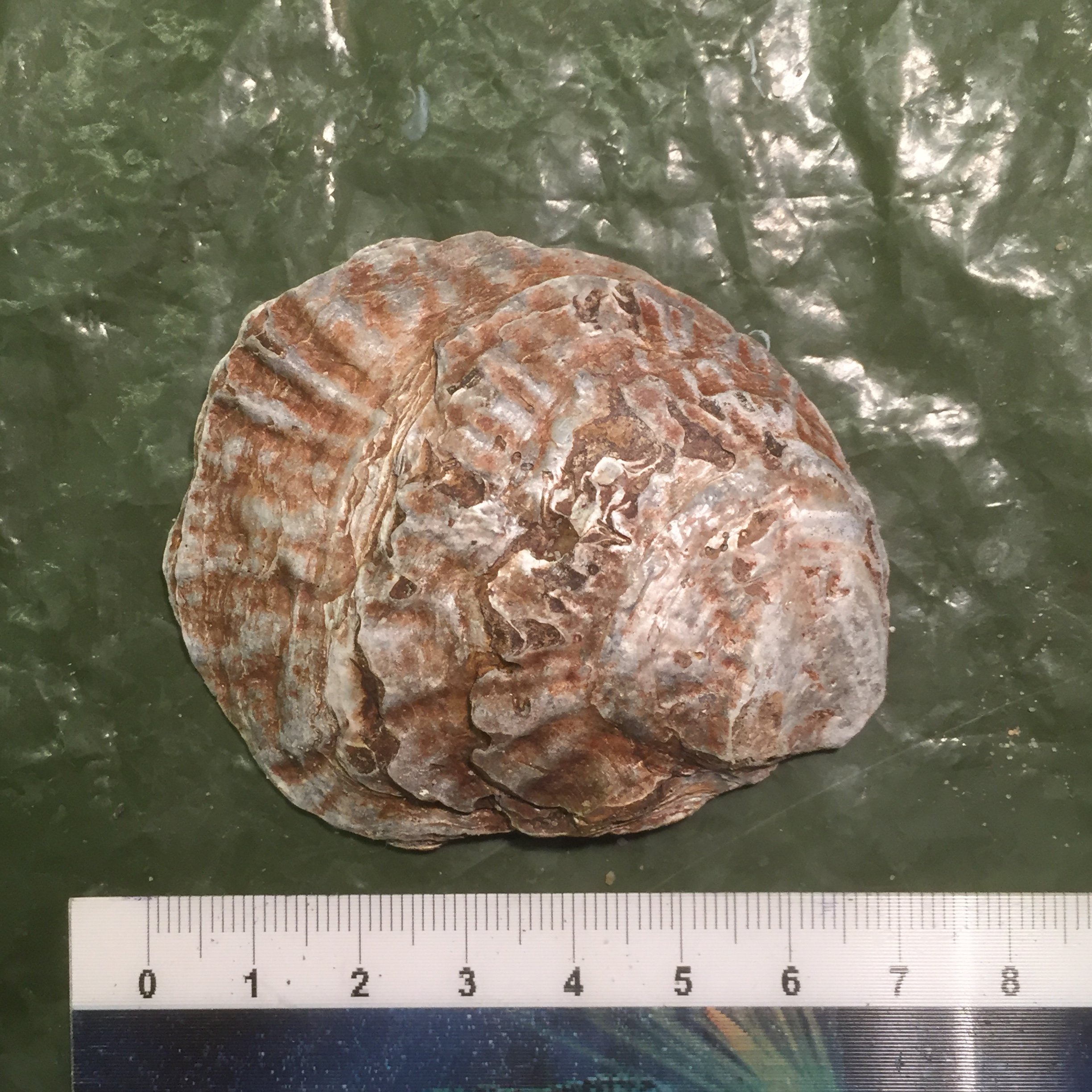 Ostrea, but what species? - Fossil ID - The Fossil Forum