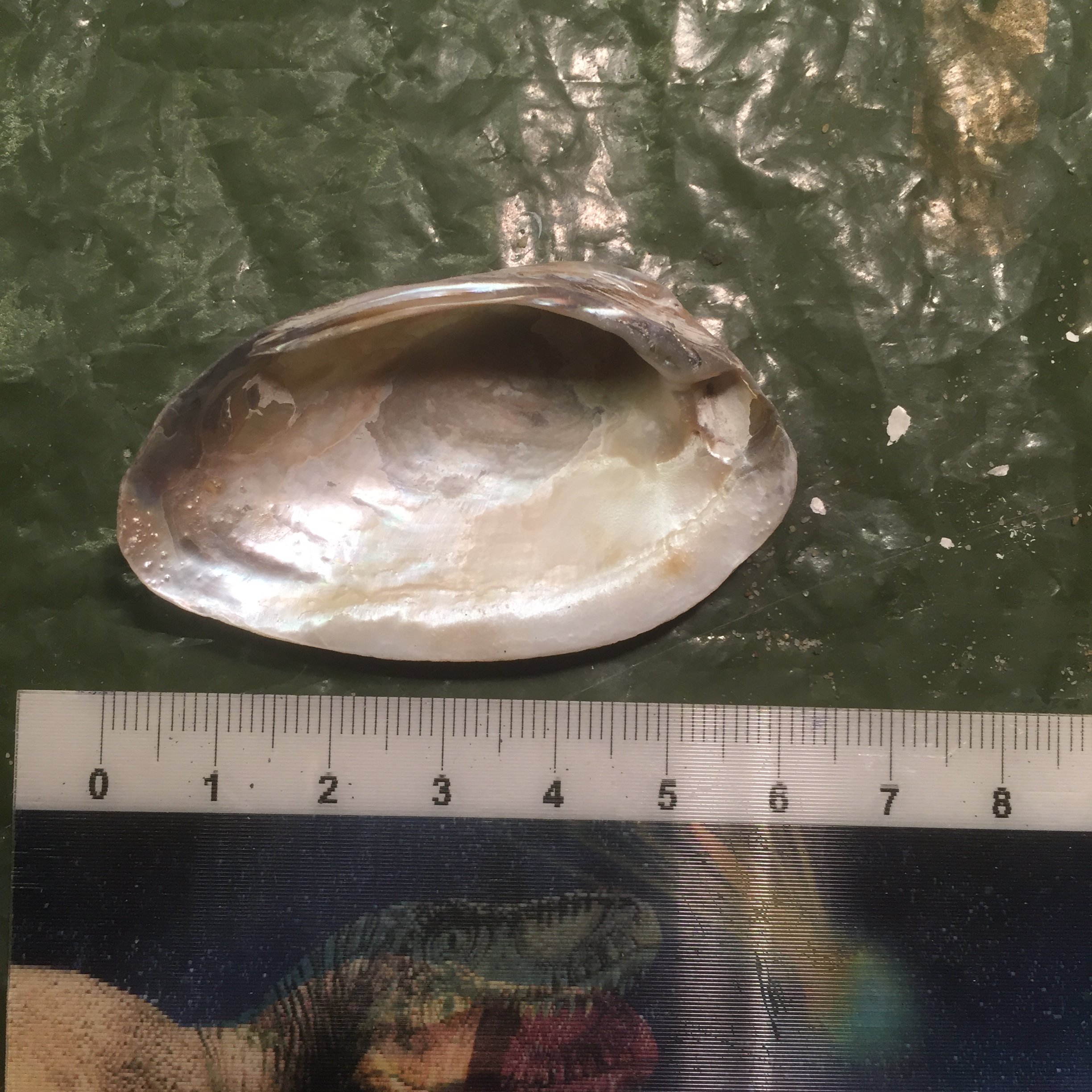 (Modern) bivalve from the North Sea - Fossil ID - The Fossil Forum
