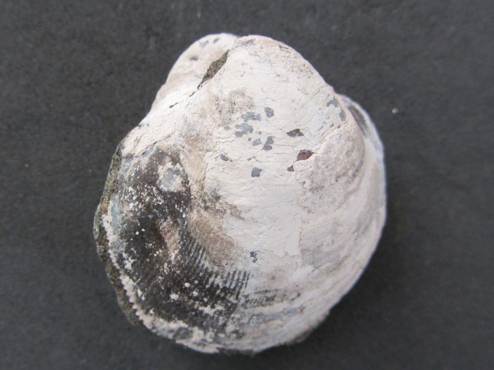 Nemocardium granosulcatum (Traub) - Bivalves - The Fossil Forum