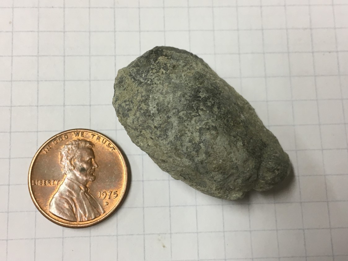 FIND MY LOST TRILOBITES!!! - Fossil Hunting Trips - The Fossil Forum